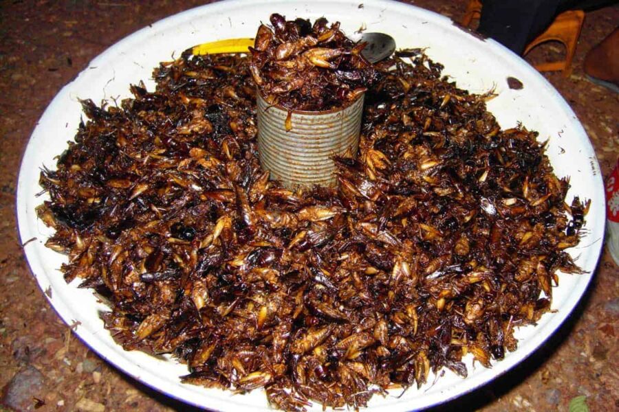 Weird Asian Food…The Good, The Bad And The Downright Ugly