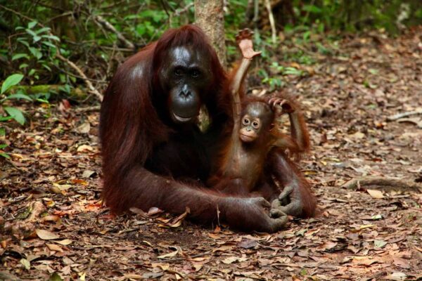 Where to See Orangutans in Malaysian Borneo – Top Places