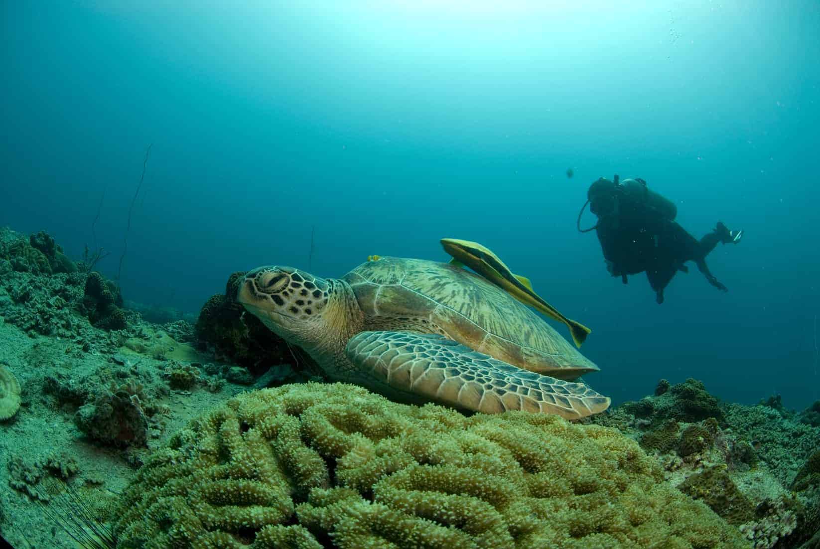 Koh Tao Diving Guide - Everything You Need To Know!
