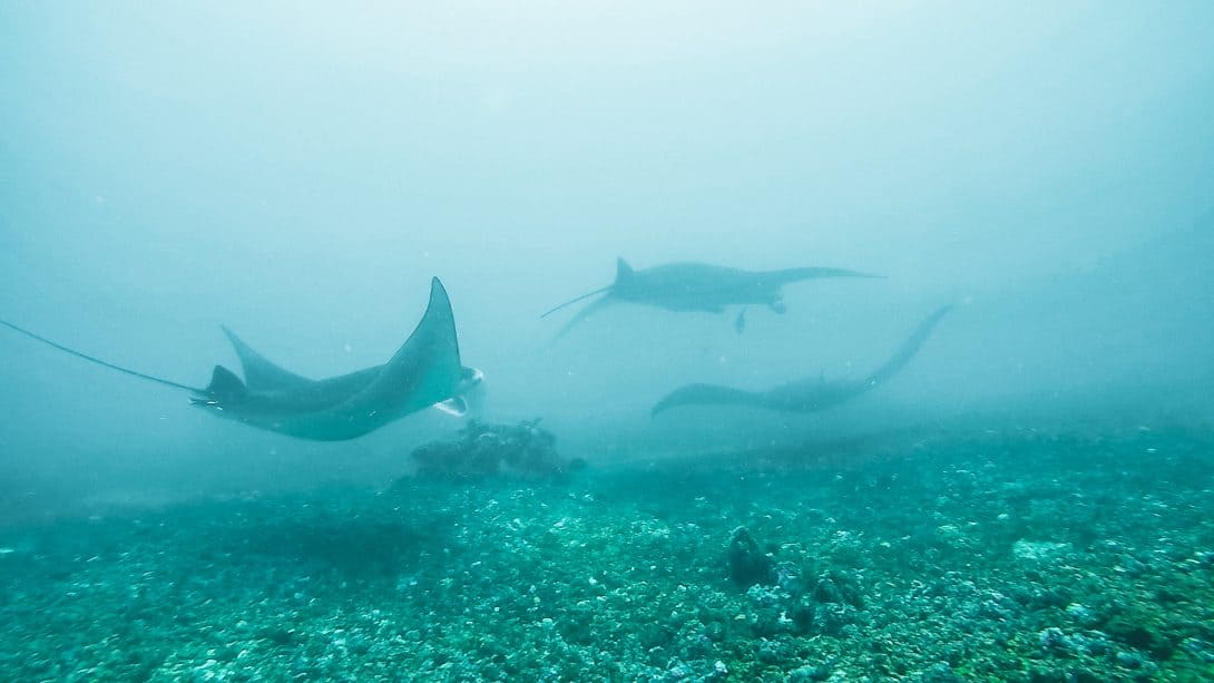 Diving Komodo National Park - Why The Time To Go Is Now!
