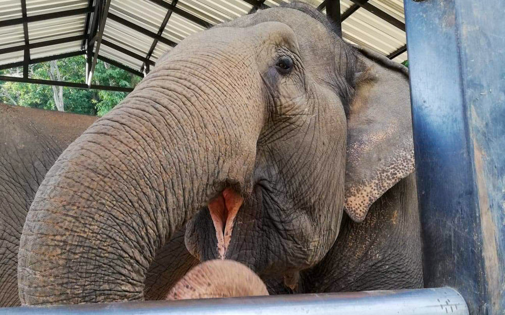 BEES Elephant Sanctuary: Paving The Way To More Ethical Experiences