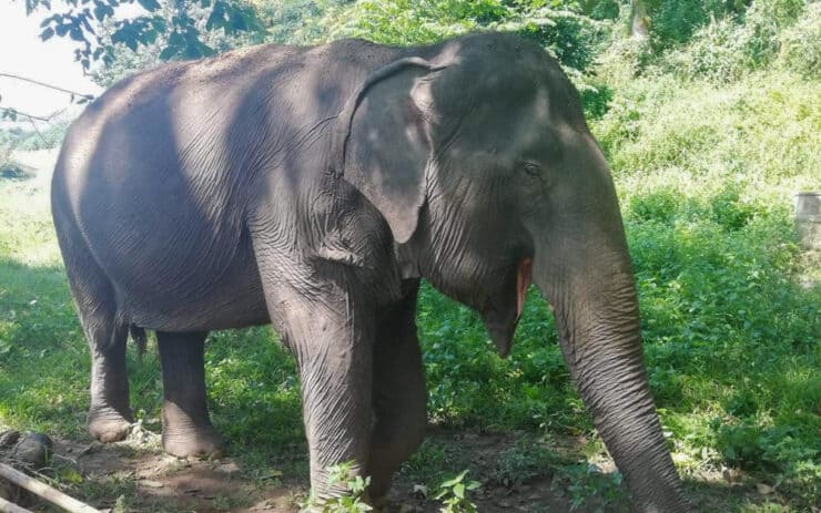BEES Elephant Sanctuary: Paving The Way To More Ethical Experiences