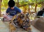 8 Amazing & Endangered Animals You Can See in Thailand