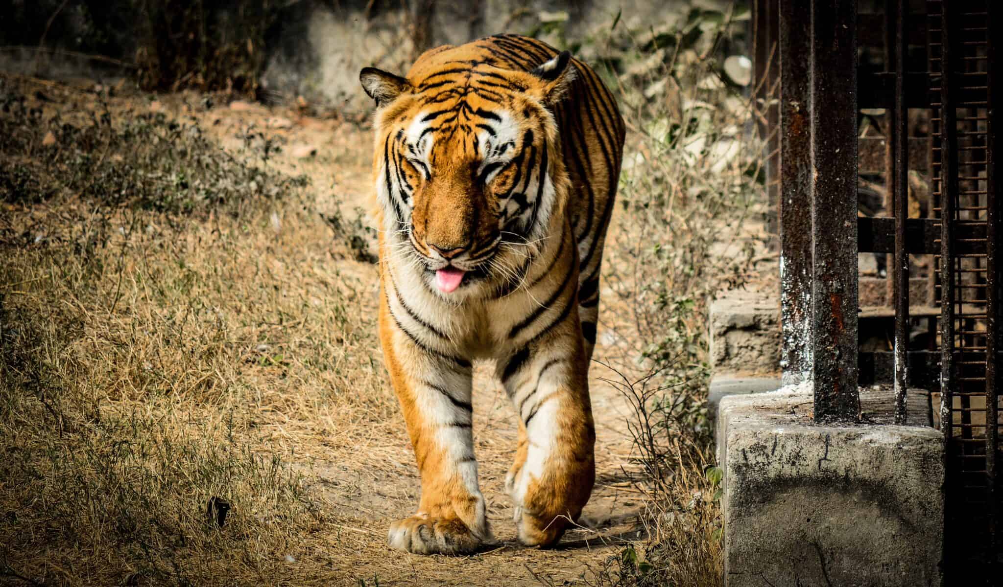 8 Amazing & Endangered Animals You Can See in Thailand