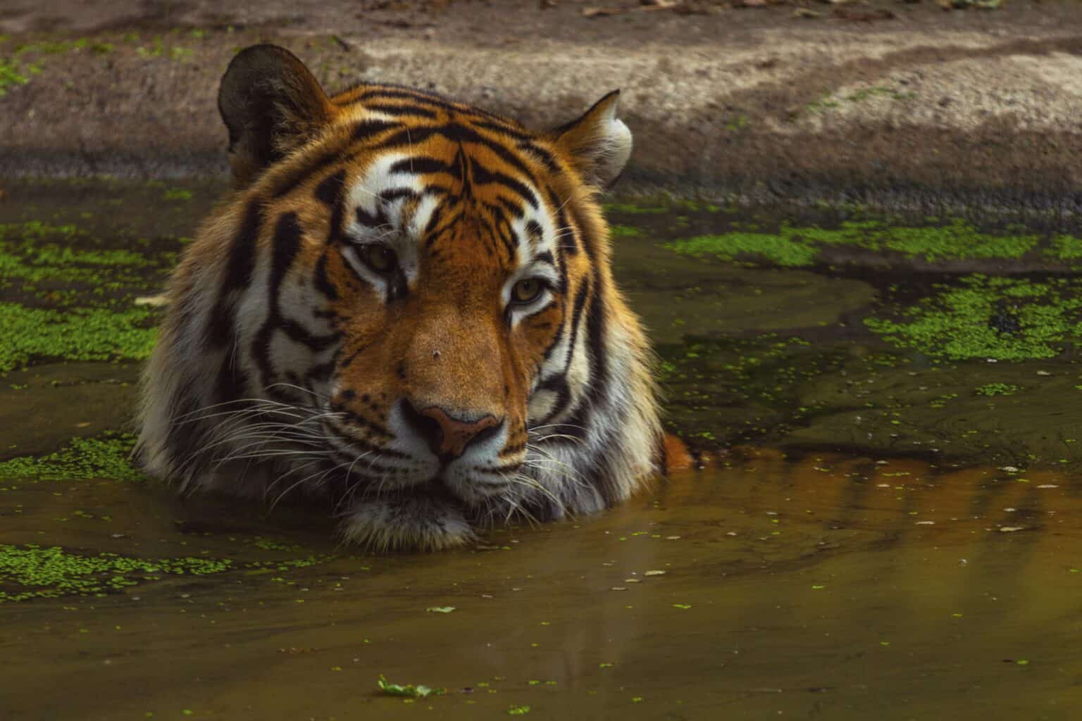 8 Amazing & Endangered Animals You Can See in Thailand