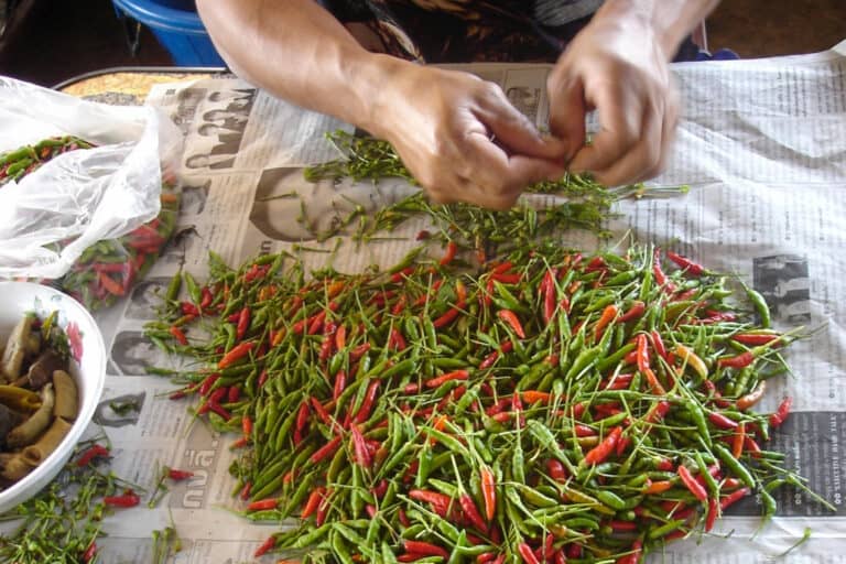 Thai Chili: Everything You Need to Know About Thailand’s Spicy Peppers!