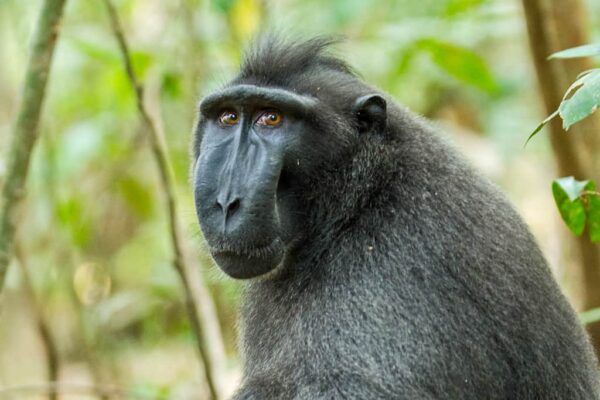 13 Amazing Indonesian Animals | South East Asia Backpacker