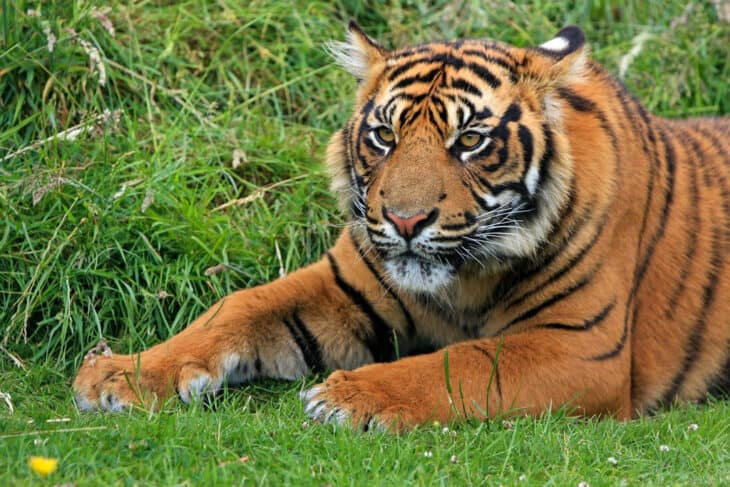 Facts about Asia - 49 Fun & Fascinating Asia Facts!