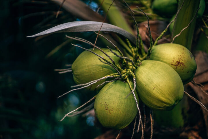 Top 12 Traditional Indonesian Drinks