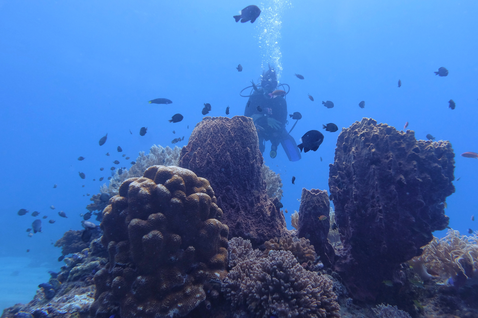 Diving in Indonesia: 8 Bucket List Dive Sites