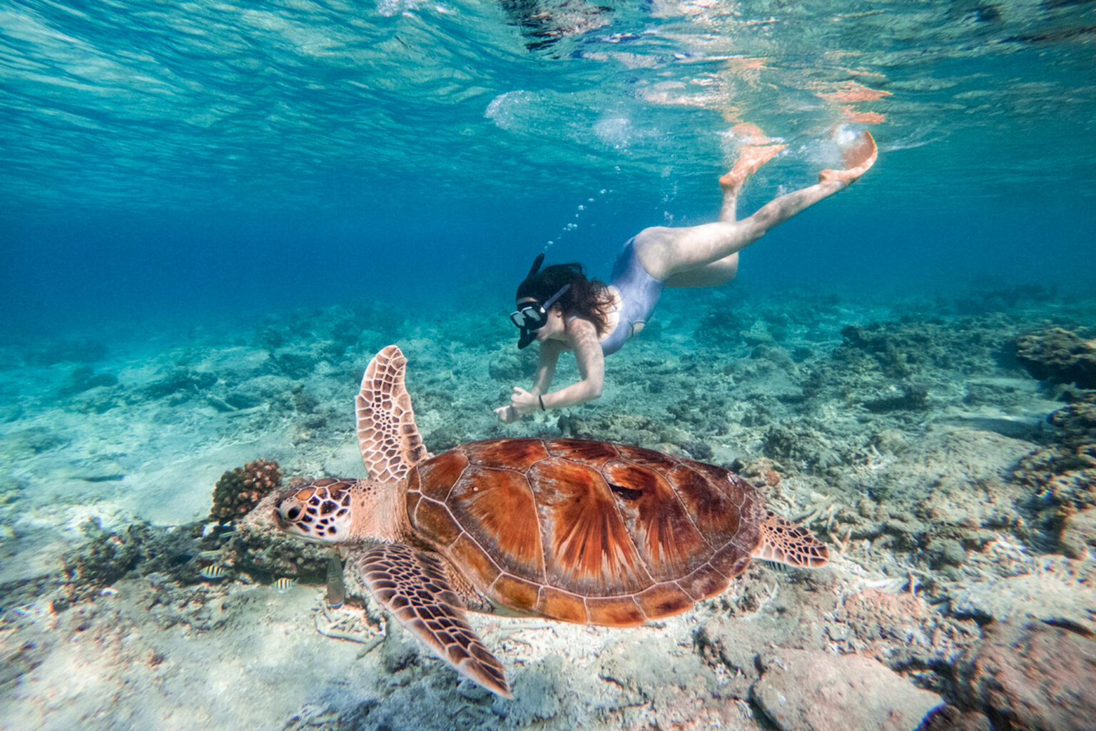 Snorkeling In Gili Trawangan Indonesia Turtles And Tips 