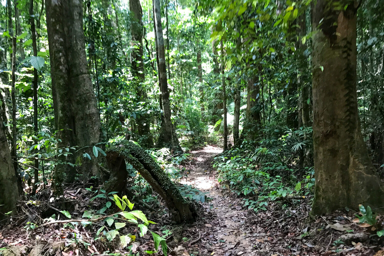 Taman Negara National Park, Malaysia – Guide for Travellers