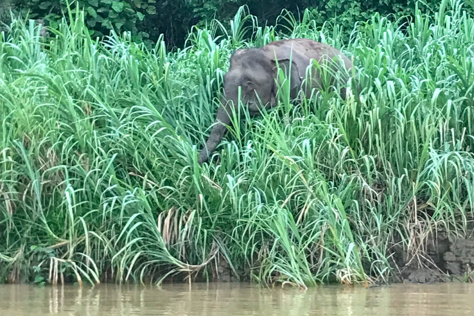 Where to See Wild Elephants in Southeast Asia