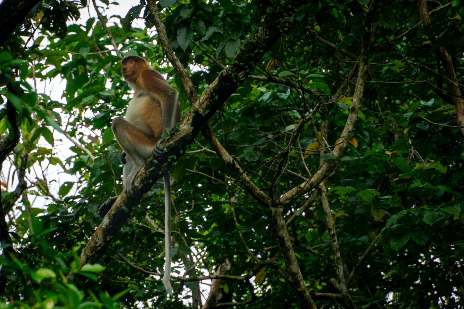 Bako National Park, Malaysian Borneo – Travel Guide