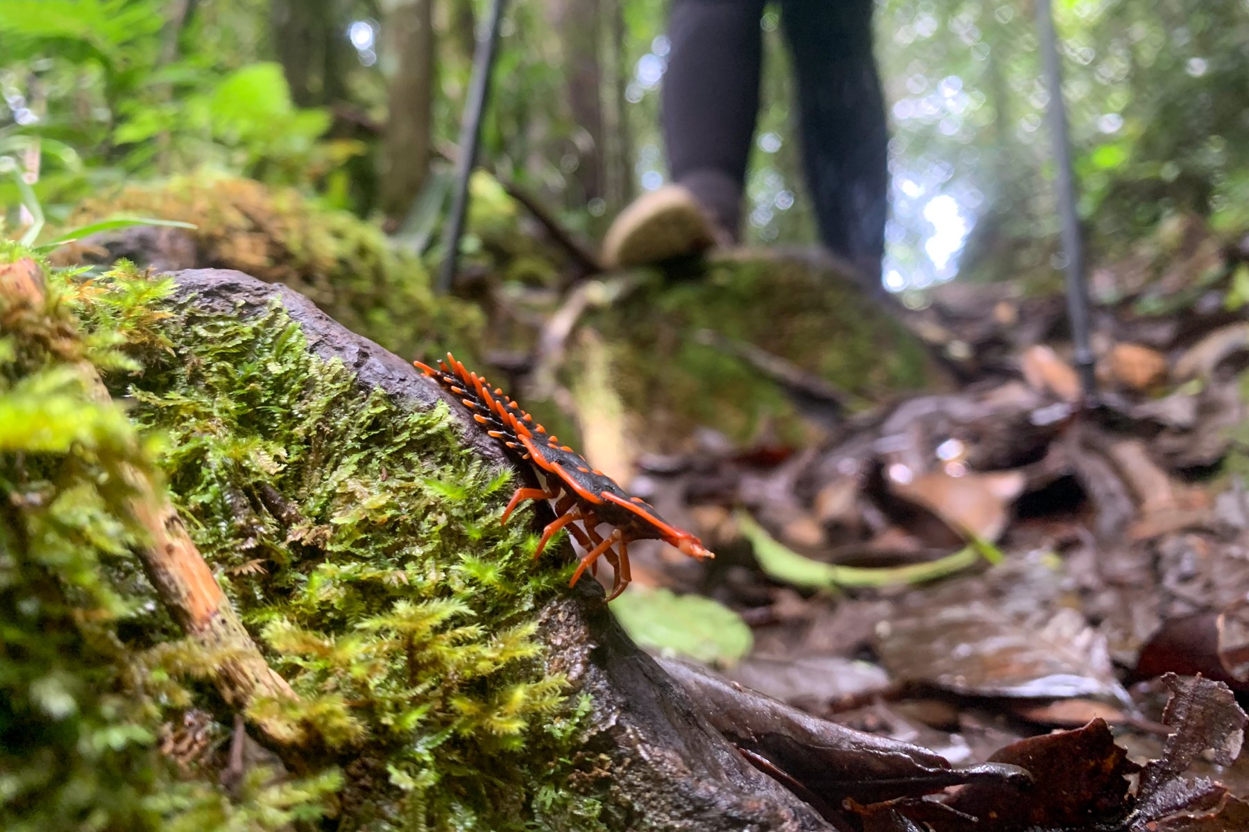 Kinabalu National Park – A Guide for Travellers in Borneo!