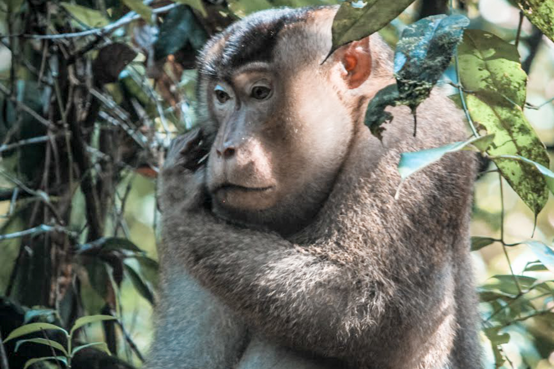 Borneo or Sumatra – Which is Right for You?
