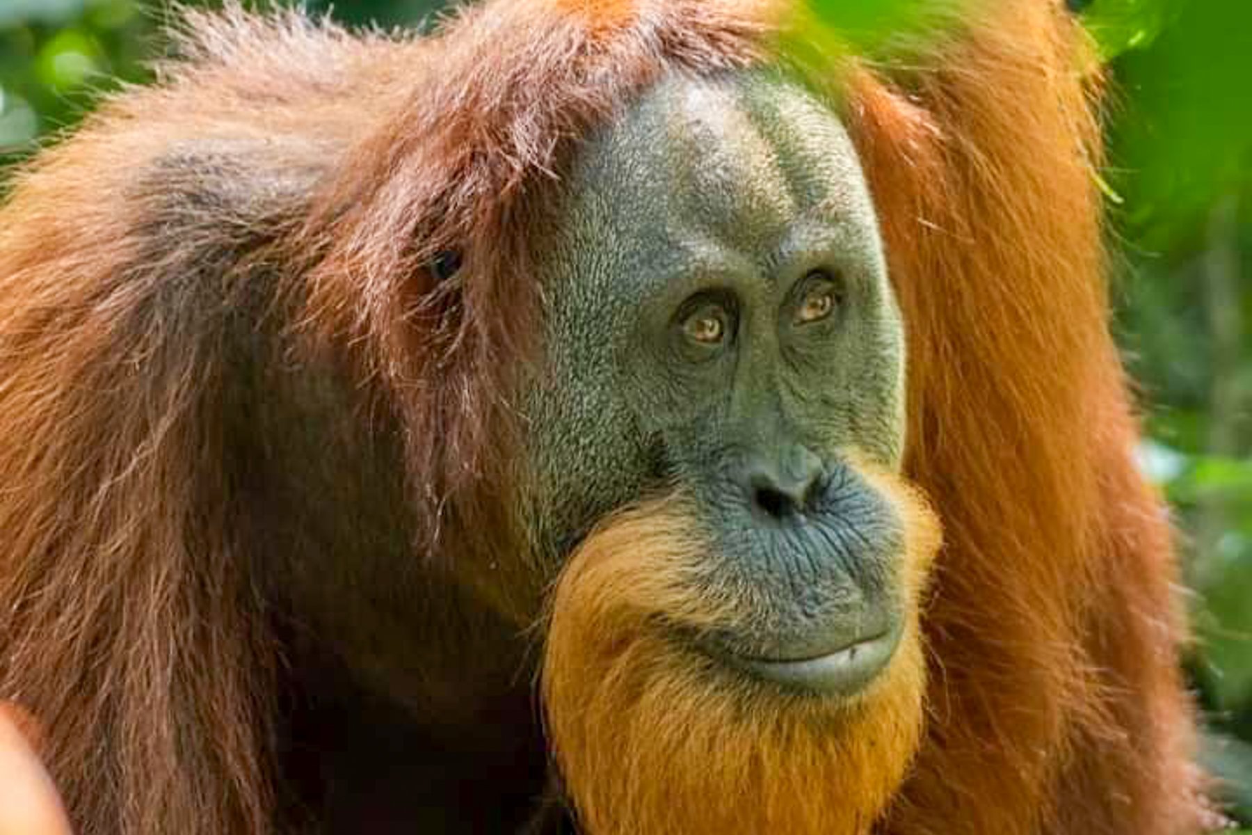 Borneo or Sumatra – Which is Right for You?