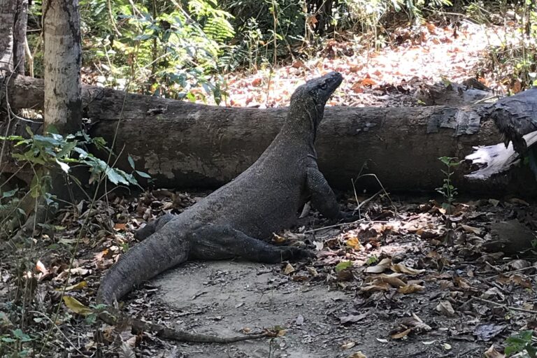 Komodo National Park, Indonesia – The Complete Guide